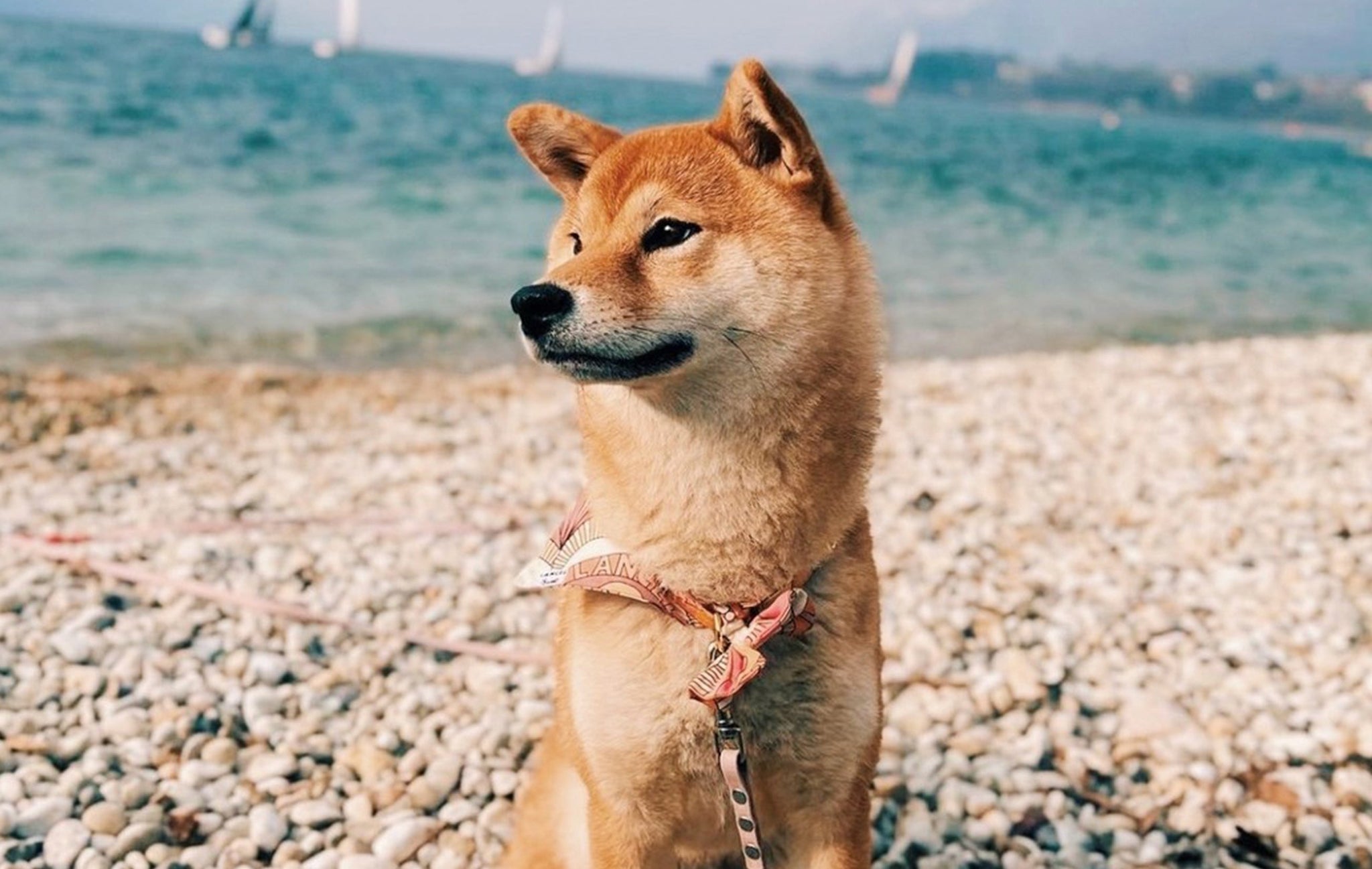 Shiba Inu : 4 idées reçues à découvrir et démystifier